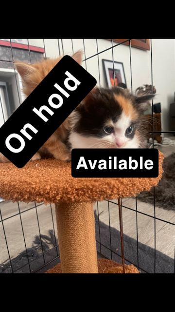 All kittens are on hold I am selling a adult female cat need gone asap ...