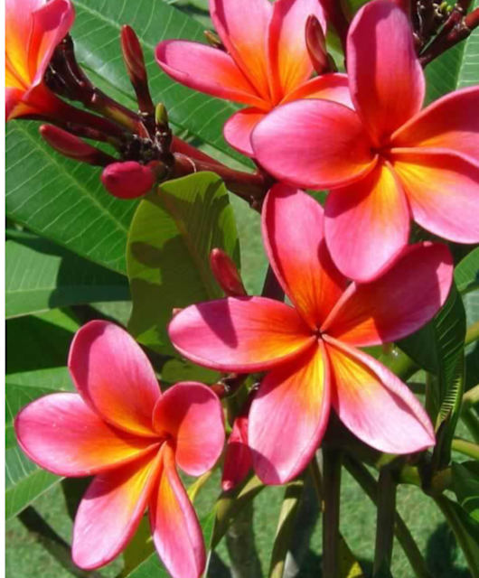 4 Frangipani Hawaii & Japan 1.5m-2.5m Potted Trees - Plants in Pimpama ...