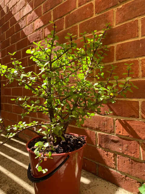 JADE -LARGE TREE/PORTULACARIA AFRA-MONEY TREE-ABOVE 1 M HIGH - Plants ...