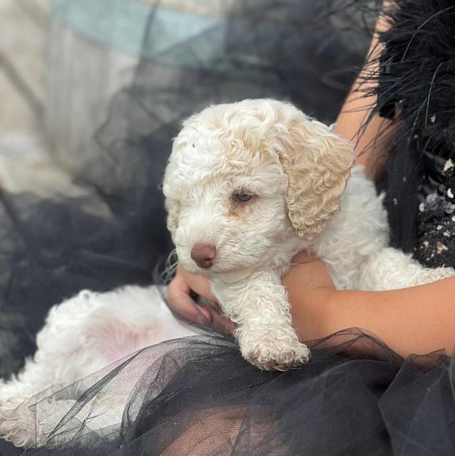 LAST QUALITY MALE CURLY NO SHED CAVOODLE | Dogs & Puppies | Gumtree ...