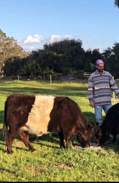 Miniature belted Galloway cow | Livestock | Gumtree Australia Busselton ...