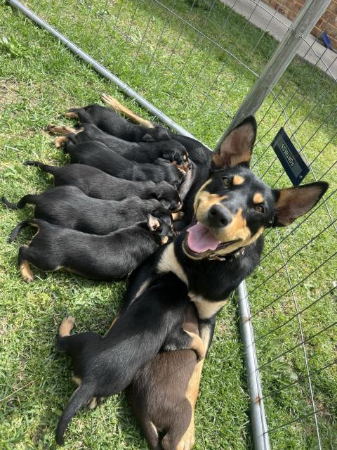 Purebred Kelpie pups/Barru Blood | Dogs & Puppies | Gumtree Australia ...