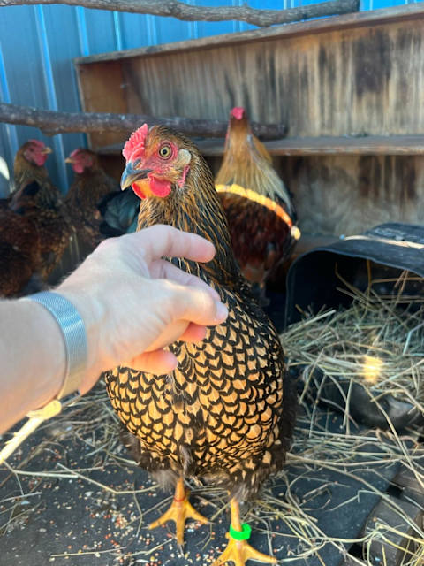 Belgian DUccle & Wyandottes | Livestock | Gumtree Australia Ipswich ...