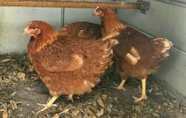 hyline pullets hens girls | Livestock | Gumtree Australia Serpentine ...