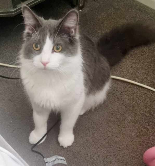 Half rag doll 11 month old cat (snowy) | Cats & Kittens | Gumtree ...