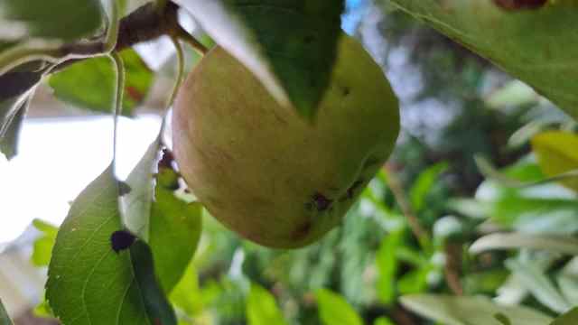 Very big fruiting pink lady apple tree in 26cm pot - Plants in Noble ...