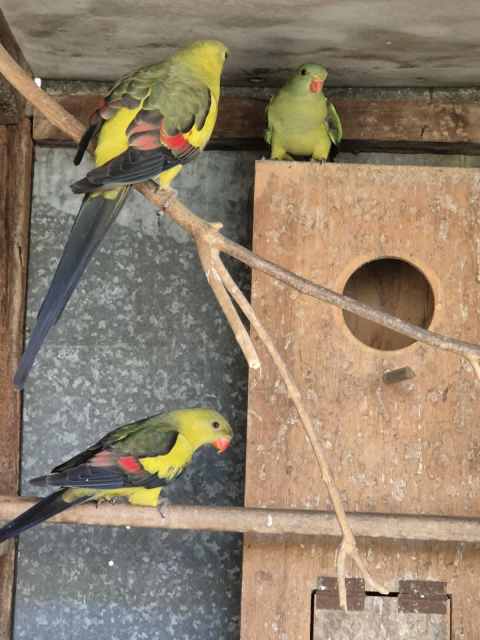Regent Parrots (Smoker Parrots) | Birds | Gumtree Australia Melville ...