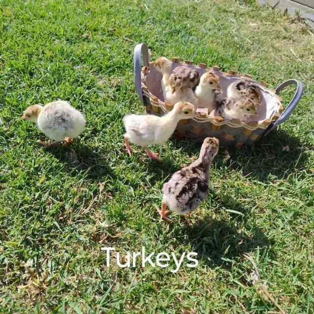 Baby Turkeys 1 week old | Livestock | Gumtree Australia Playford Area ...