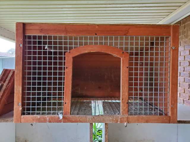 Pigeon or chook | Birds | Gumtree Australia Salisbury Area - Salisbury ...