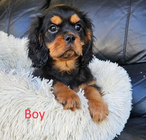 Pure Bred CKCS Cavalier King Charles Spaniel puppies available now ...