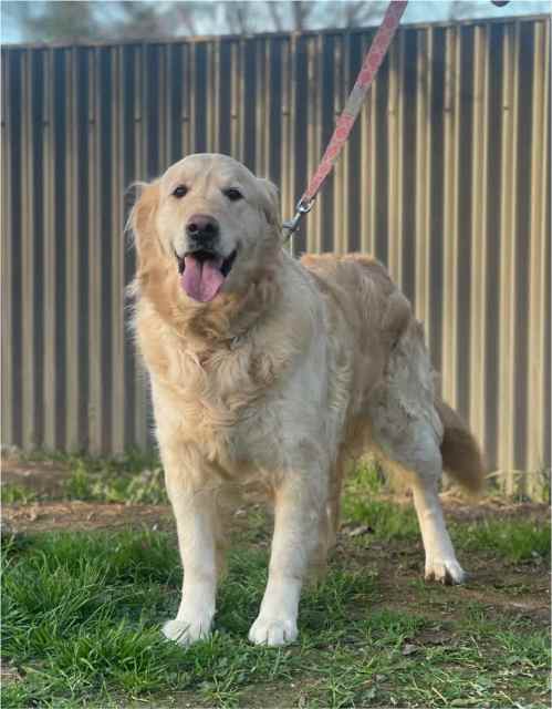 Purebred DNA clear Golden Retriever female | Dogs & Puppies | Gumtree ...