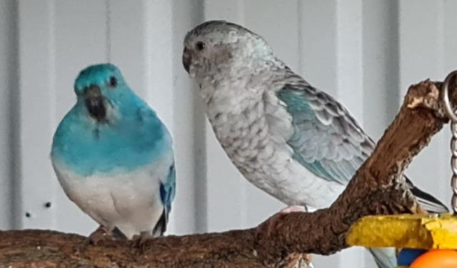 Blue red rump parrot breeding pair | Birds | Gumtree Australia Ipswich ...