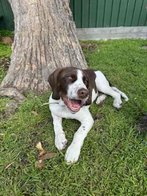 Winston. 6 months. Harriet Hound x Springer Spaniel | Dogs & Puppies ...