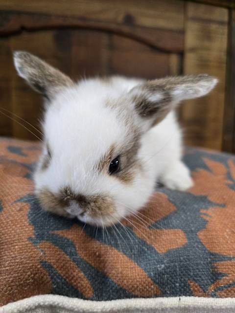 🐇 6 Adorable Purebred Mini Lop Bunnies for Sale 🐇 | Rabbits | Gumtree ...