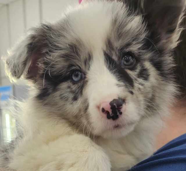 Smart Border Collie Puppies Pure Bred Ready Now! | Dogs & Puppies ...