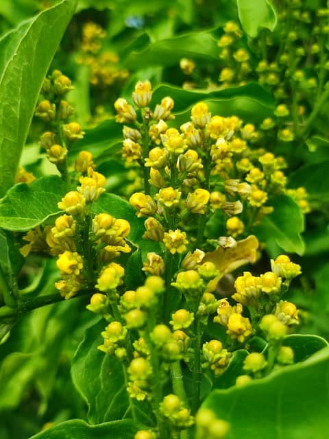 Rare fruit tree list part 2 - Plants in Parkwood WA | Gumtree Australia