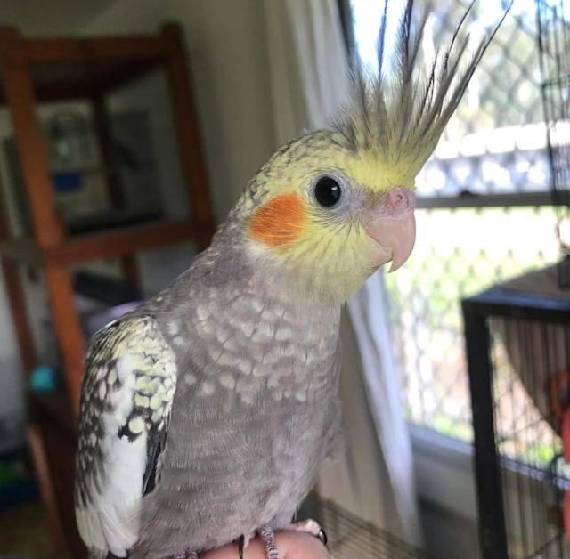 Taking in unwanted birds | Birds | Gumtree Australia Macedon Ranges ...