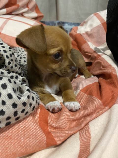 TINY TOBI NEEDS REHOMING .... asap !! | Dogs & Puppies | Gumtree ...