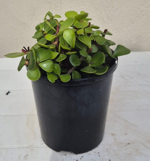 Chinese Jade Plant - Elephant Bush - Plants in Salamander Bay NSW ...