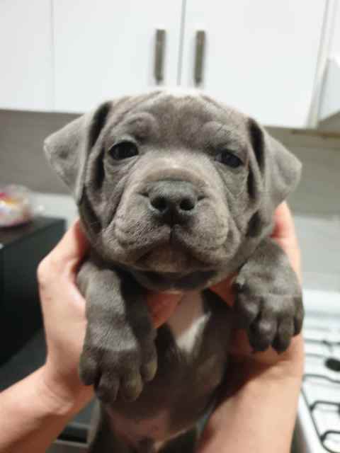Blue English Staffy Male Limited Registration | Dogs & Puppies ...