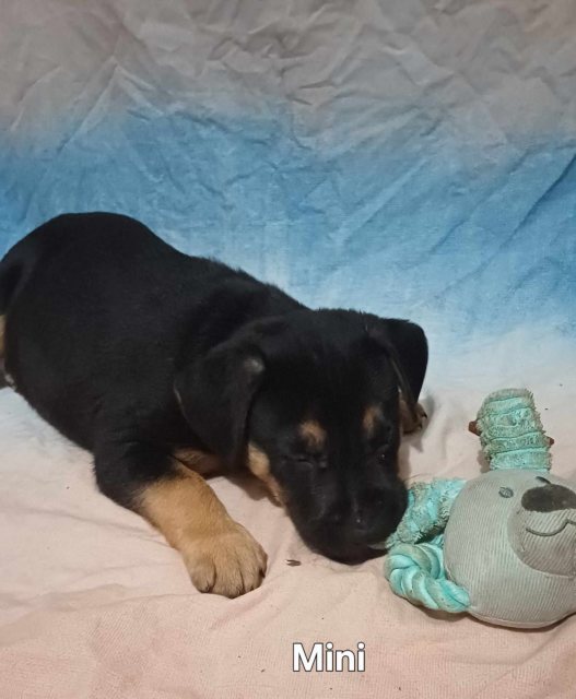 Shepard X pups NEED HOMES ASAP | Dogs & Puppies | Gumtree Australia ...