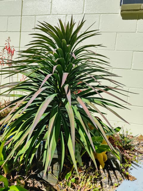 Yucca Desmetiana, Blue Boy - Plants in Gympie QLD | Gumtree Australia