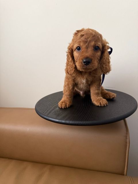 RUBY TOY CAVOODLE PUPPIES FOR SALE | Dogs & Puppies | Gumtree Australia ...