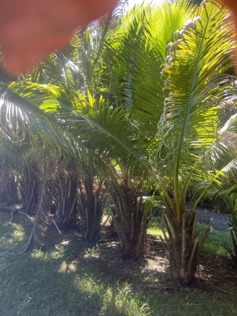 Window pane palm Beccariophoenix Madagascarinesis | Landscaping ...