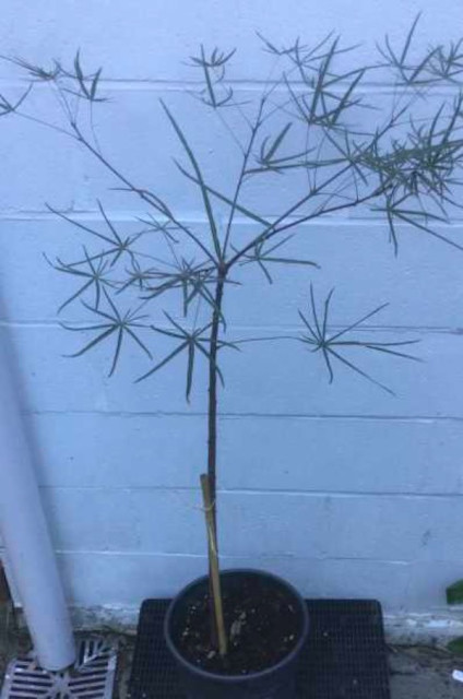 Queensland Bottle tree (Brachychiton rupestris) - Plants in Oxley QLD ...