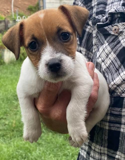Jack Russell Stumpy tail | Dogs & Puppies | Gumtree Australia Lockyer ...