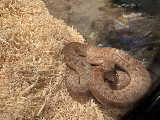 Childrens python and full setup | Reptiles & Amphibians | Gumtree ...