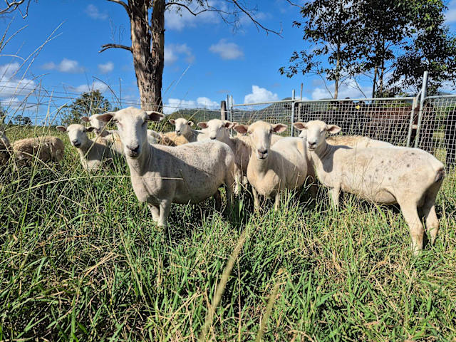 Self Shedding Wiltipoll Sheep Breeding Flock | Livestock | Gumtree ...