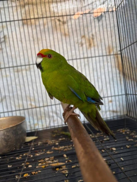 Rare Pure New Zealand Kakarikis | Birds | Gumtree Australia Inner ...
