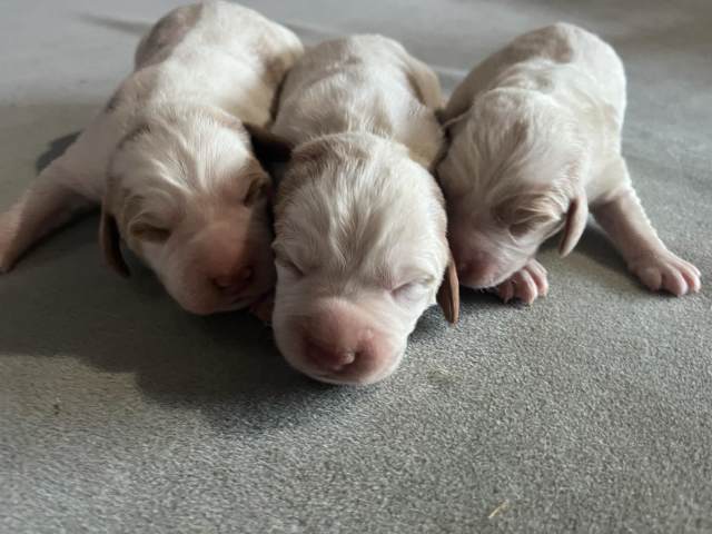 Beagle cross cocker spaniel puppies | Dogs & Puppies | Gumtree ...