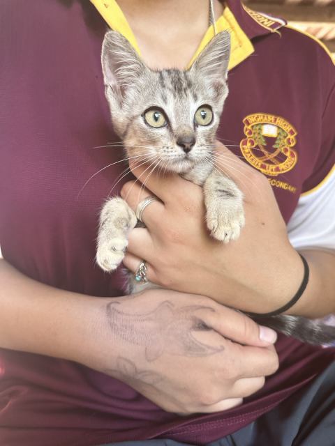 Bengal cross ragdoll | Cats & Kittens | Gumtree Australia Hinchinbrook ...