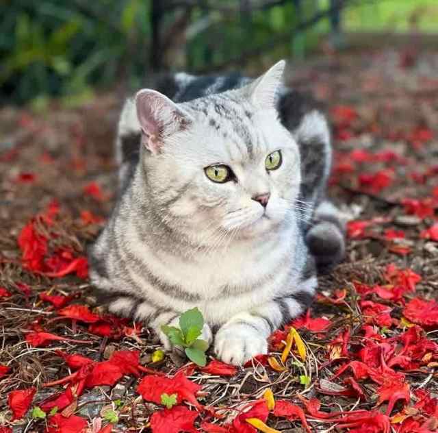 British Shorthair Purebred :: Monte :: Cat | Cats & Kittens | Gumtree ...