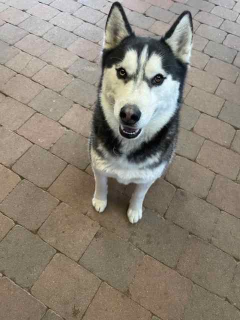 Purebred Male Siberian husky | Dogs & Puppies | Gumtree Australia North ...
