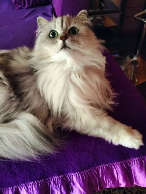 Snuggly Chinchilla Persian Rescue Loves to Lay on Her Hoomans | Cats ...