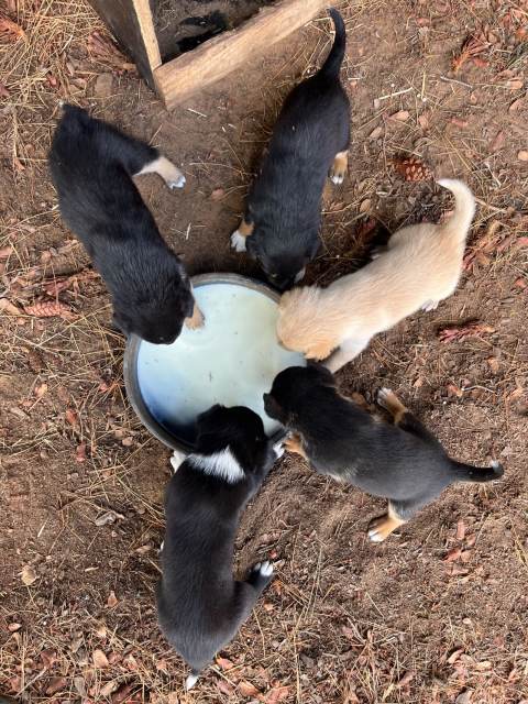 Kelpie x Coolie x Collie puppies | Dogs & Puppies | Gumtree Australia ...