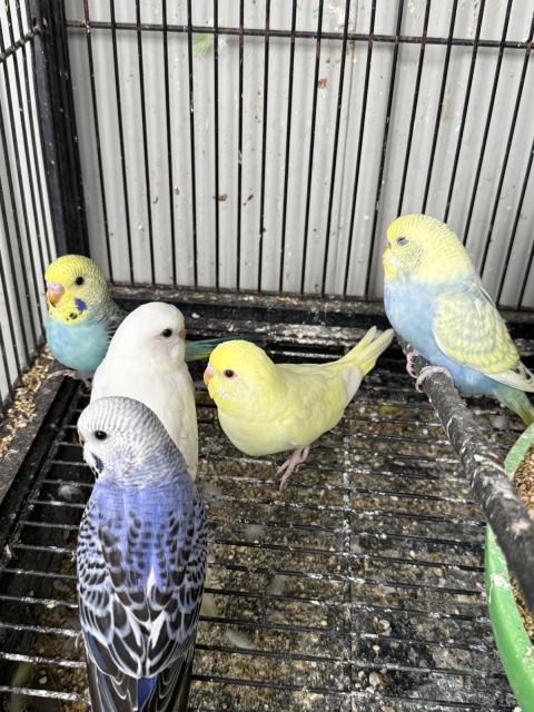 Baby Buddies Young buddies | Birds | Gumtree Australia Darebin Area ...