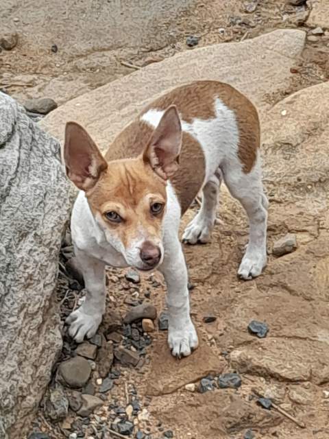 mini fox terrier, foxy, foxie puppy | Dogs & Puppies | Gumtree ...