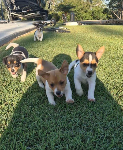 Jack Russell X Mini Foxy | Dogs & Puppies | Gumtree Australia ...