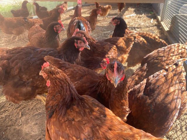 Rhode Island Red layers | Livestock | Gumtree Australia Wangaratta Area ...