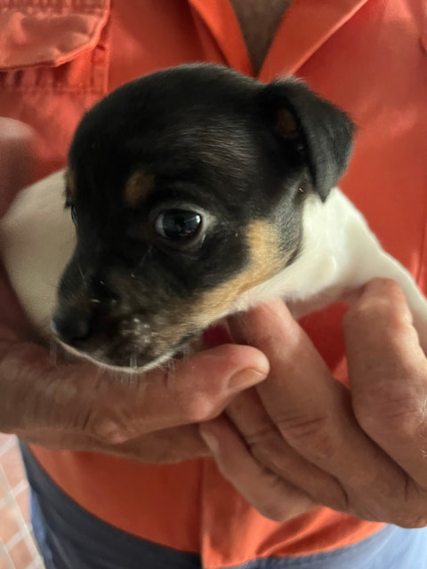 Mini Foxie Puppies x 2 ONLY REMAINING and PRICE DROP that are PERFECT ...