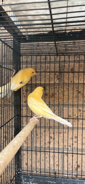 OPEN 7 DAYS. Beautiful Red Factor/Gloster Canaries | Birds | Gumtree ...