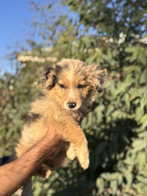 Purebred Merle Border Collie Puppies | Dogs & Puppies | Gumtree ...