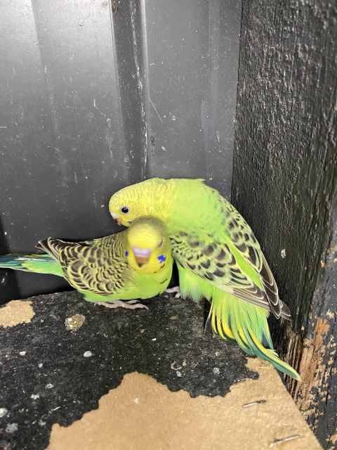 Budgie babies x4 | Birds | Gumtree Australia Meander Valley - Bracknell ...