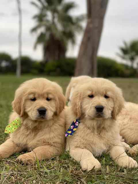 Purebred DNA tested Golden Retriever puppies | Dogs & Puppies | Gumtree ...
