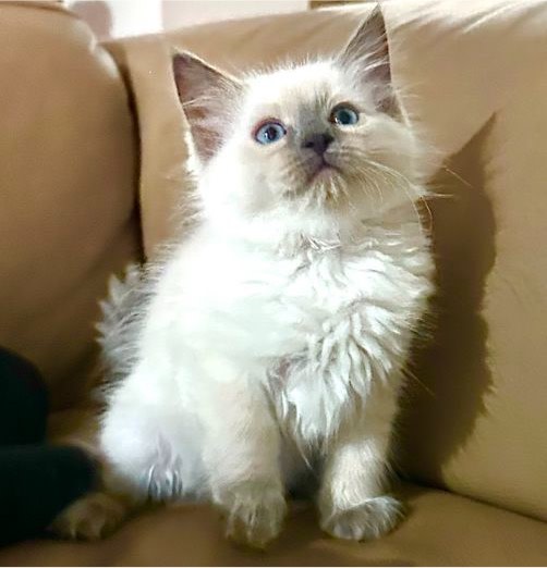 Pure breed Ragdoll kittens | Cats & Kittens | Gumtree Australia Gold ...