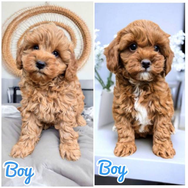 💥2 x Stunning QUALITY! RUBY RED TOY CAVOODLE puppies! male | Dogs ...